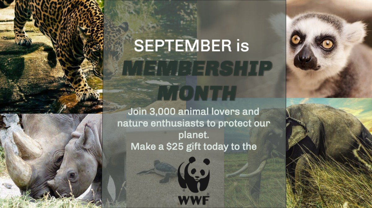 WWF Membership Month – Zelly & Ol' Hem's